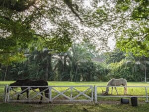 About Us - Perak Turf Club